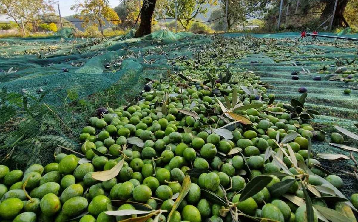 To λάδι HOLY MOUNT περιέχει τα συστατικά των αθωνικών αγαθών - Food Story